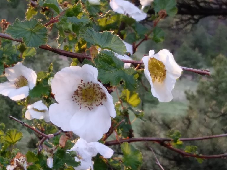Boulder Raspberry (was thimbleberry) – Between Urban and Wild