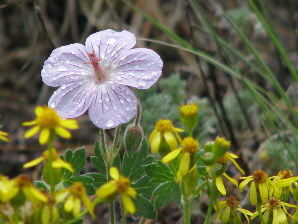 Sticky Geranium – Between Urban and Wild